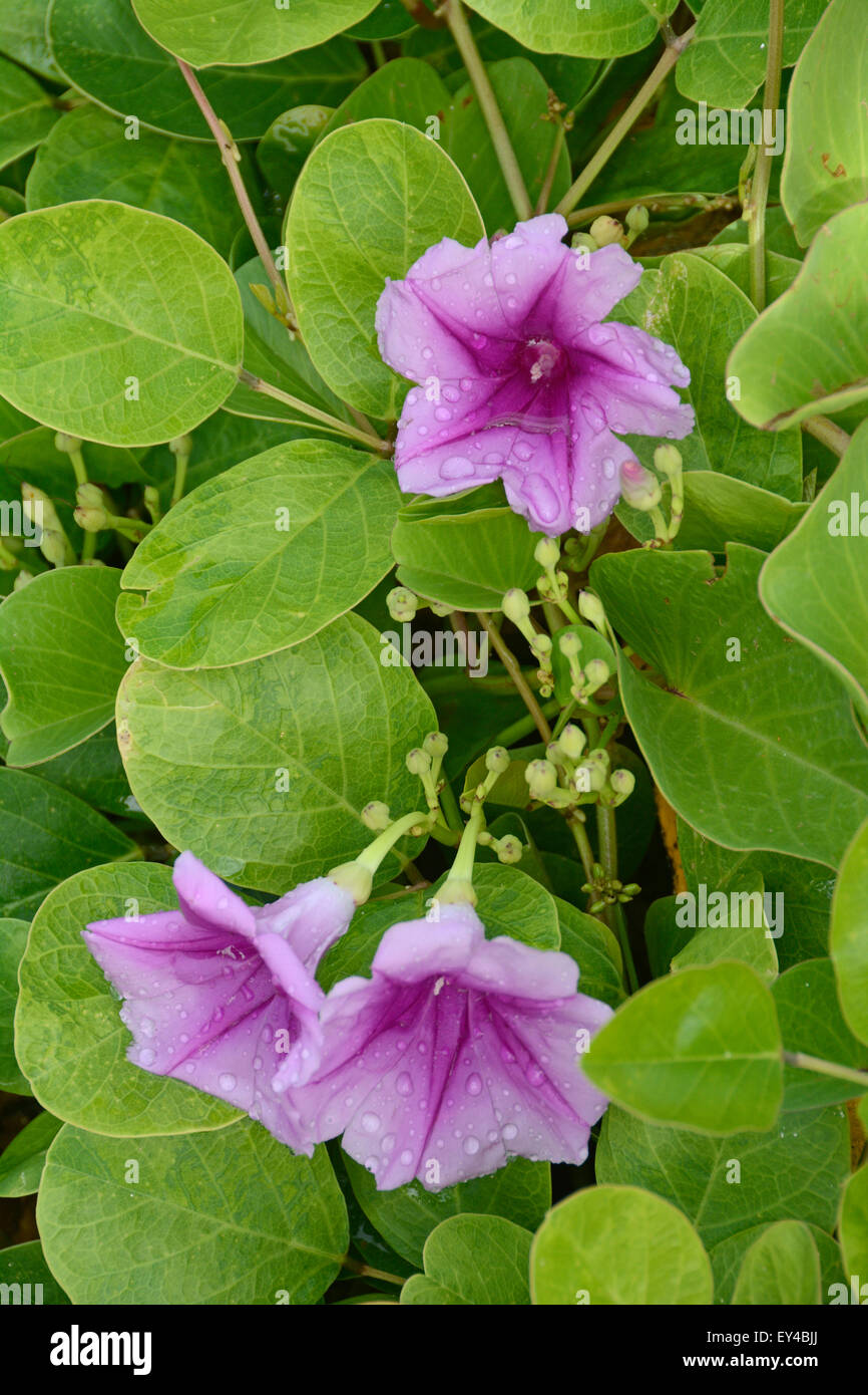 Railroad vine hi-res stock photography and images - Alamy