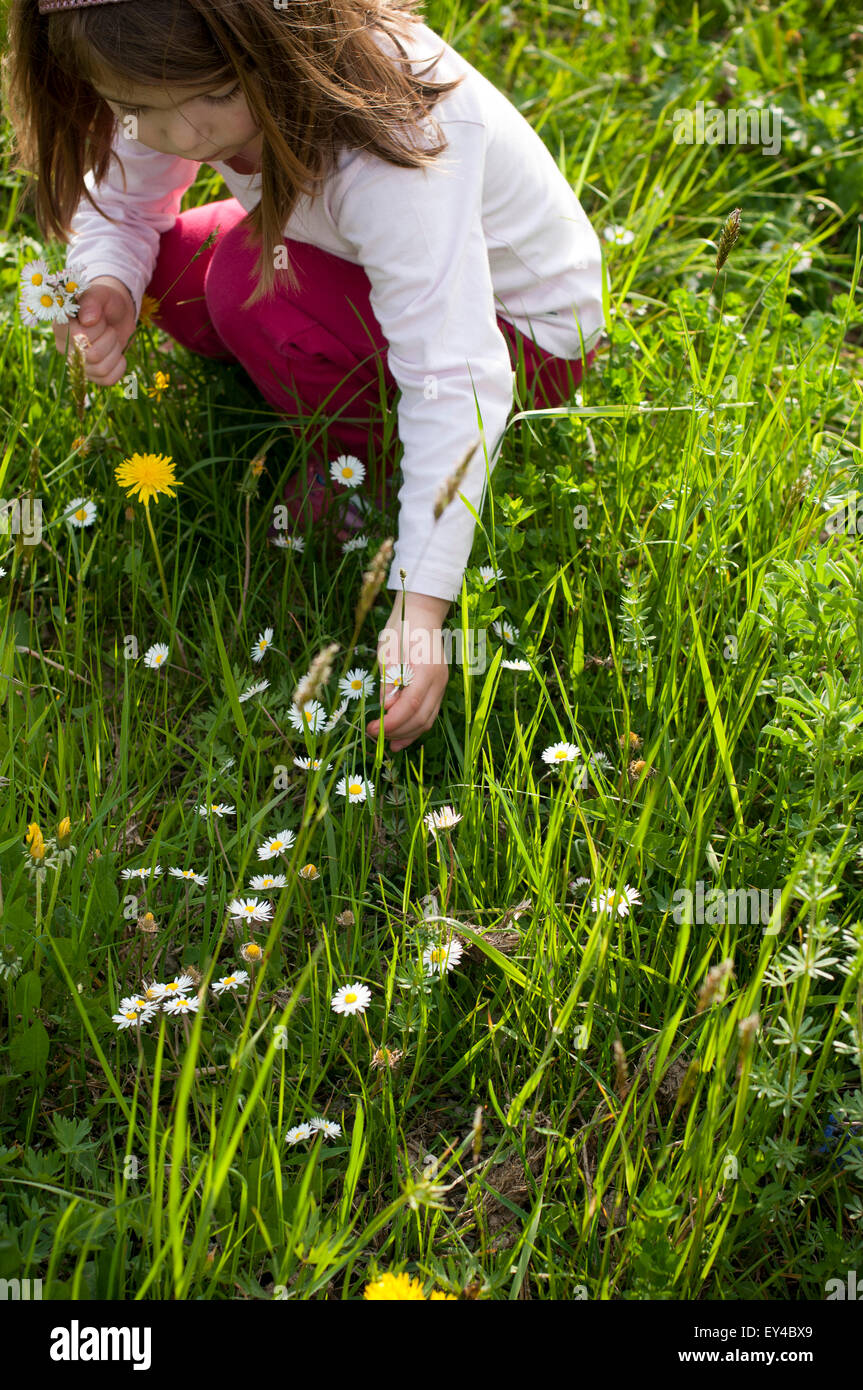 Young Girl Picking Daisies in Field Stock Photo - Alamy