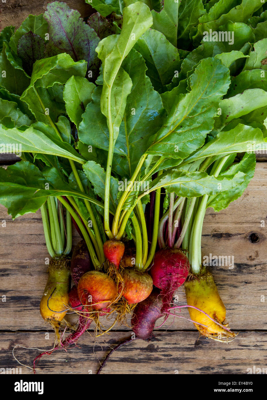 Assortment of Fresh Leafy Beets Stock Photo - Alamy