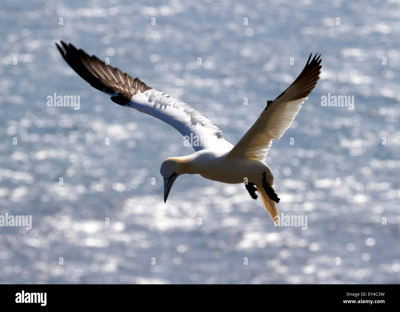 Nesting gannet landing hi-res stock photography and images - Alamy