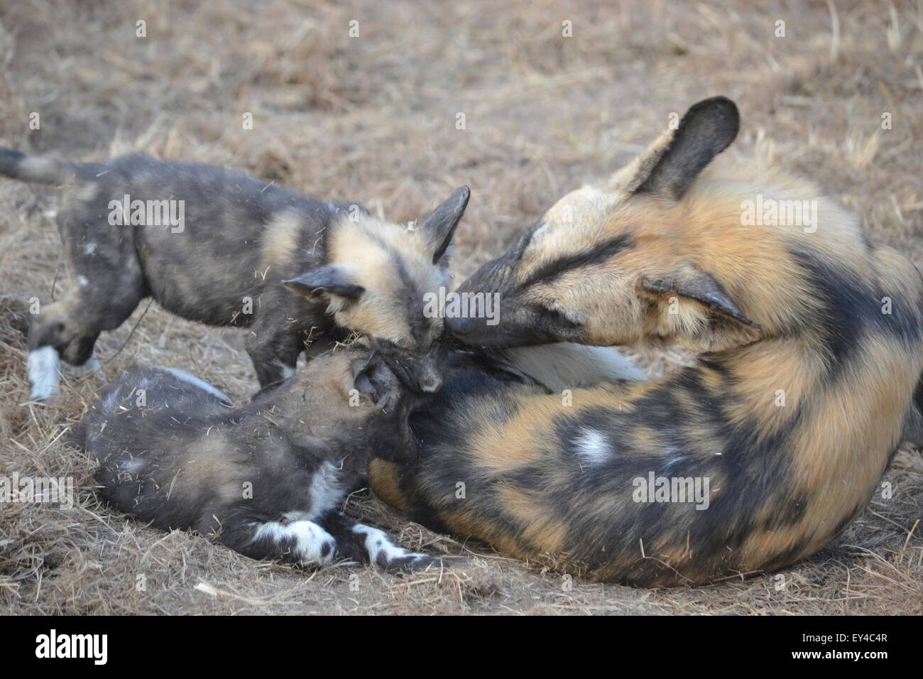 African Wild dog family. These two little pups where getting a bit of a ...