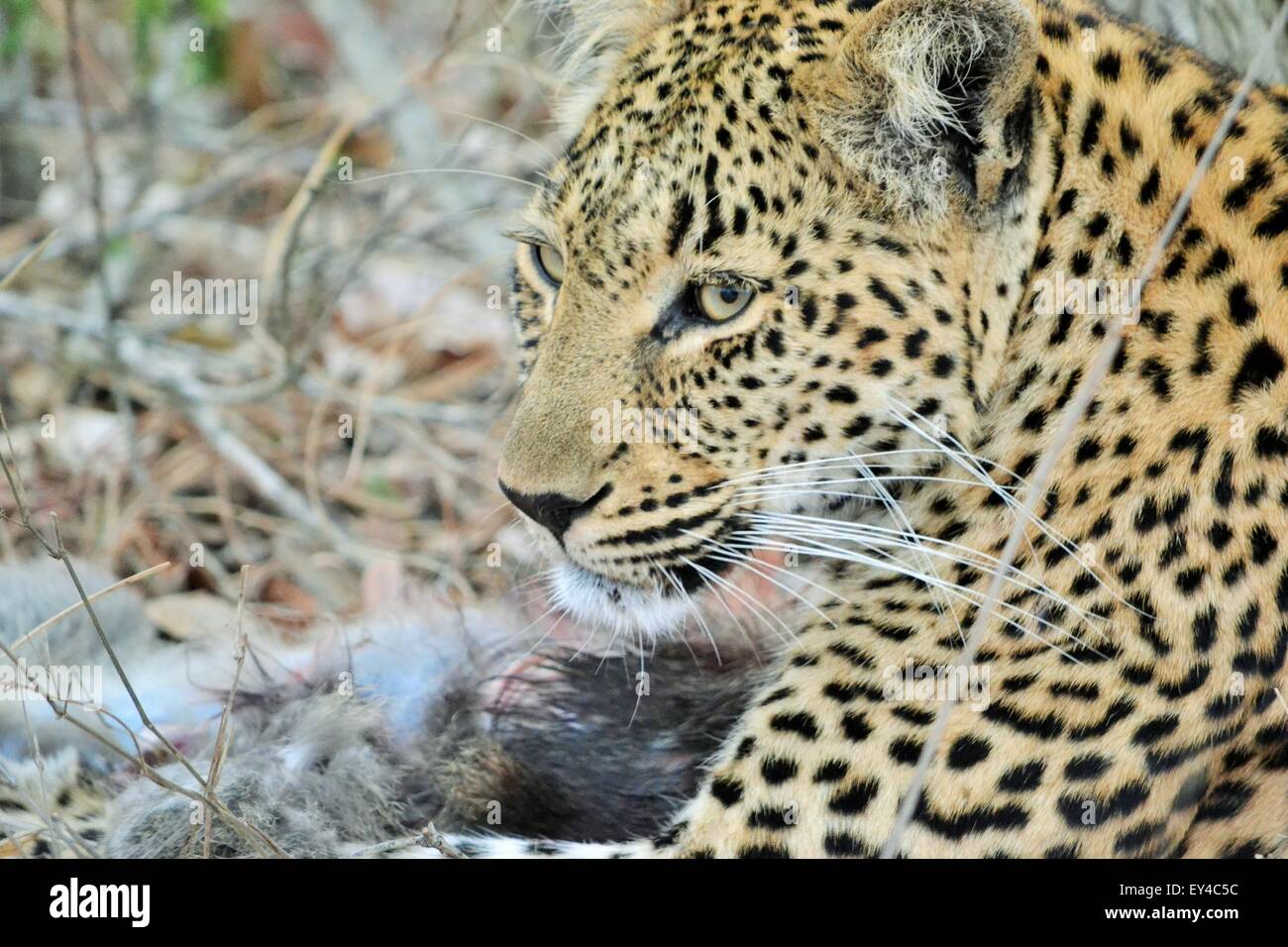 African Leopard with a kill Stock Photo - Alamy