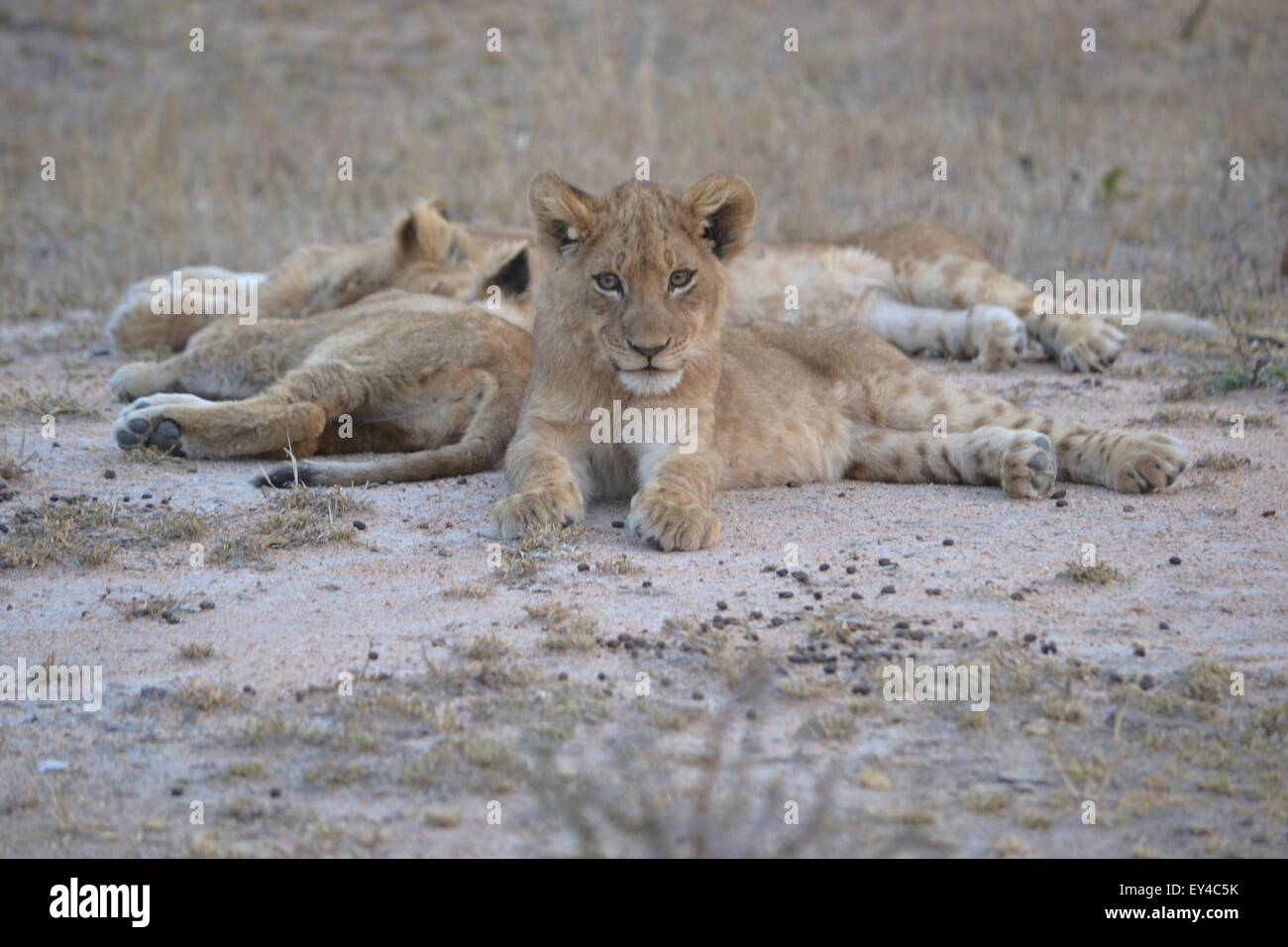 Lion cubs relaxing the bush Stock Photo - Alamy
