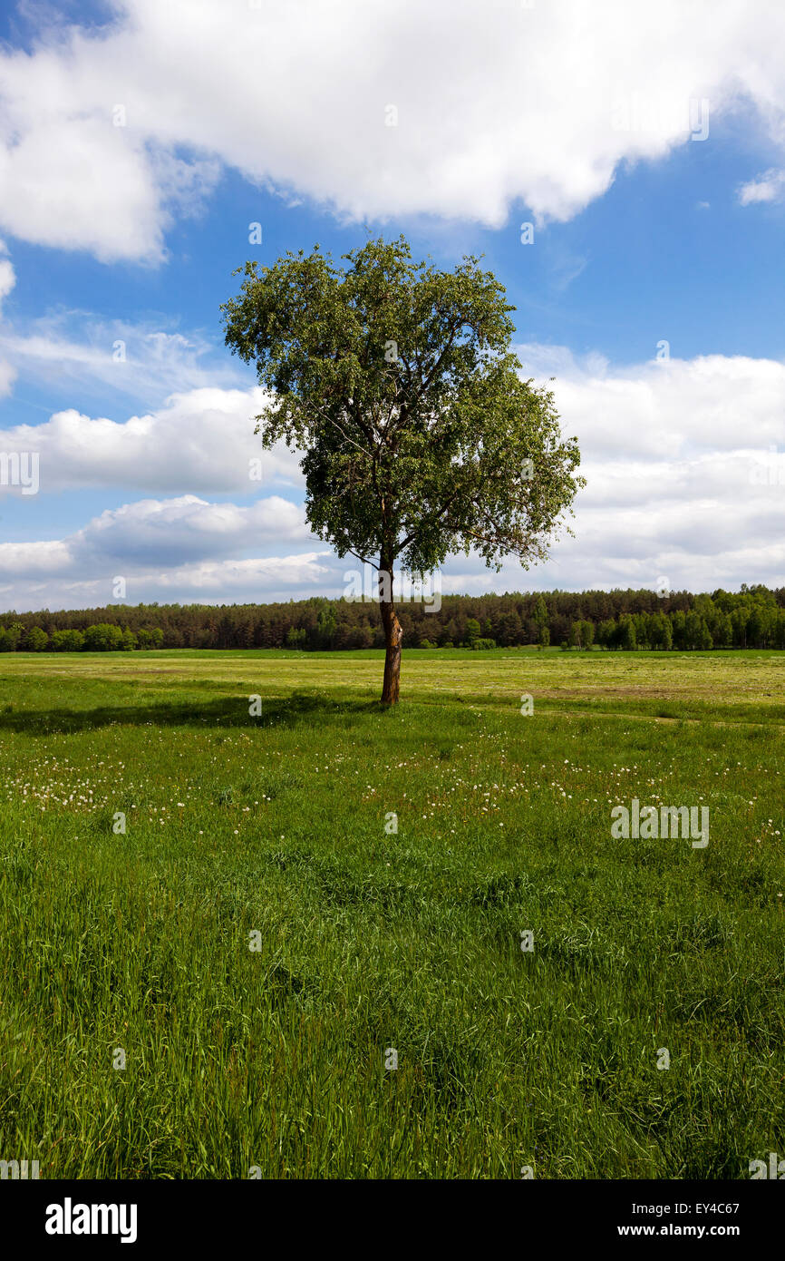 tree in the field Stock Photo - Alamy