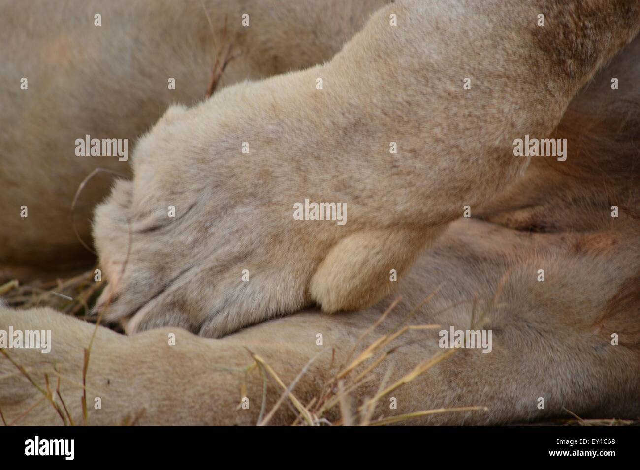 Lions paw hi-res stock photography and images - Alamy