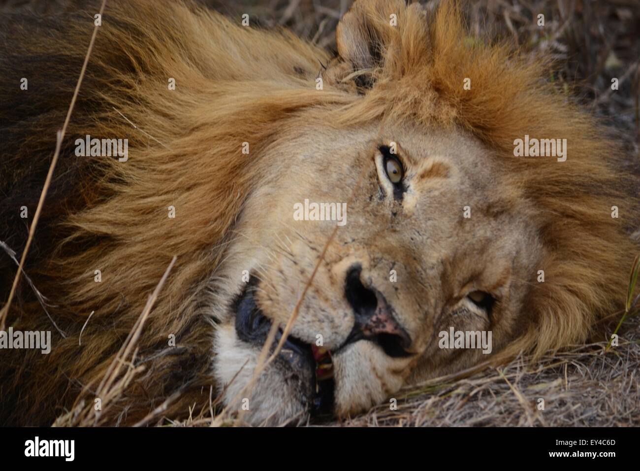 Male Lion relaxing in the bush Stock Photo - Alamy