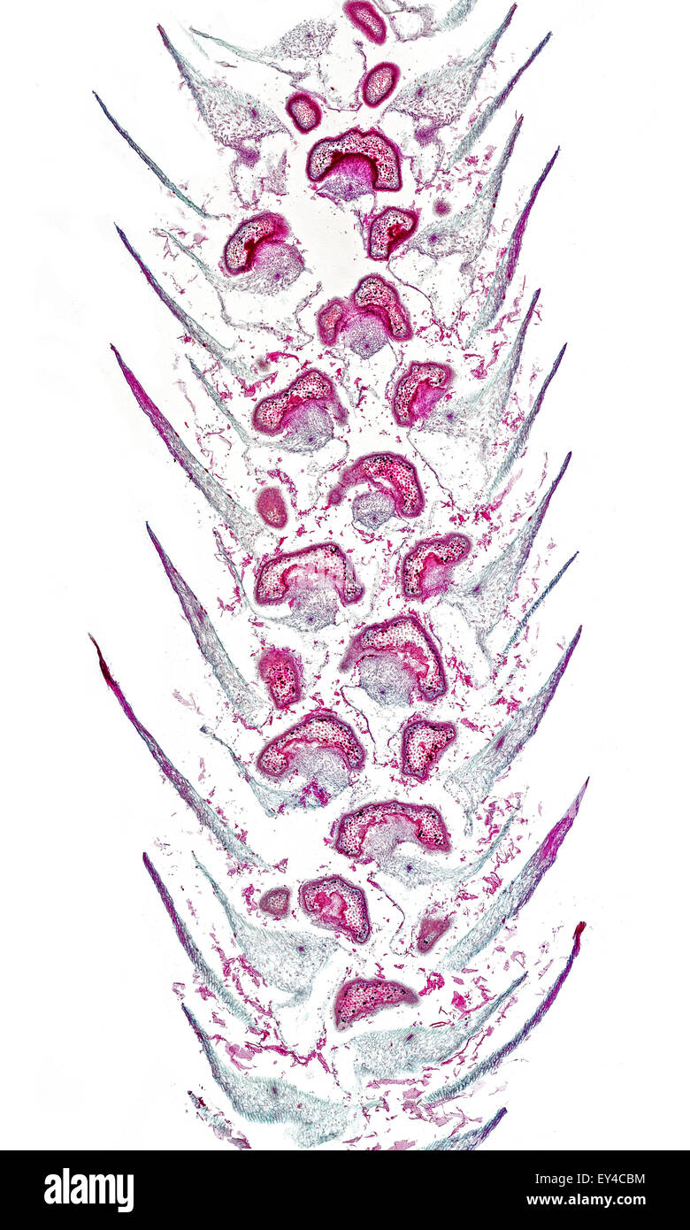 Lycopodium Strobilus