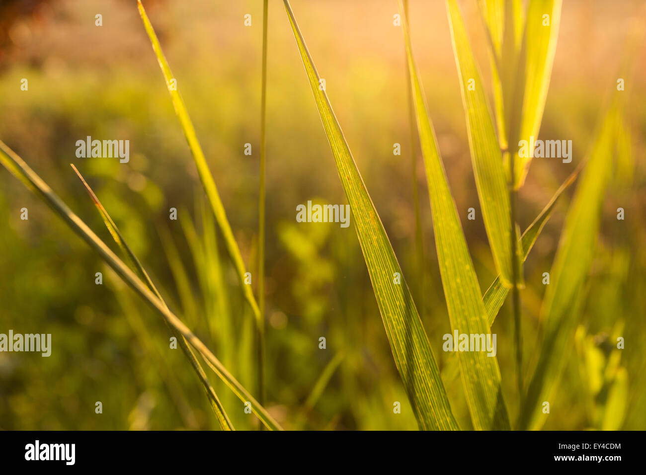 Green grass background in backlight Stock Photo - Alamy