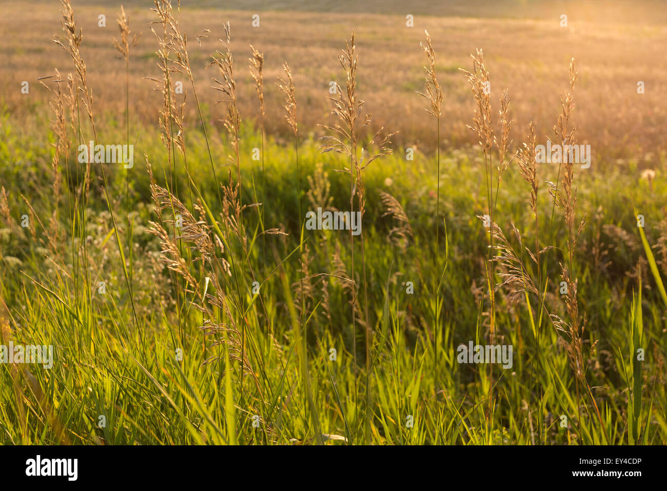 Meadow grass in backlight at sunset Stock Photo - Alamy