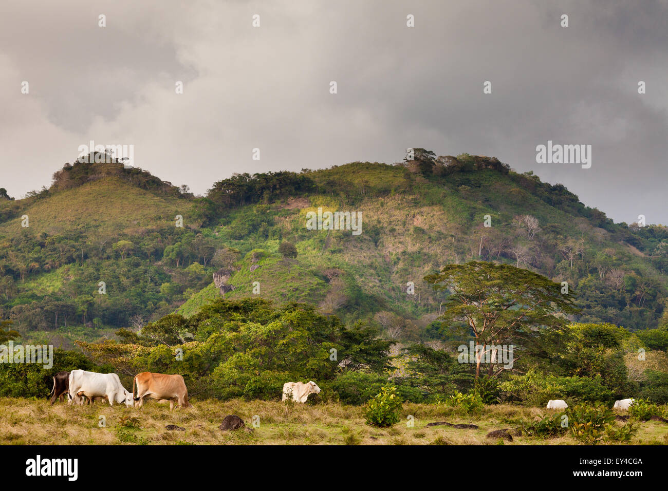 Panama mountain landscape with livestock in the farmlands near La ...