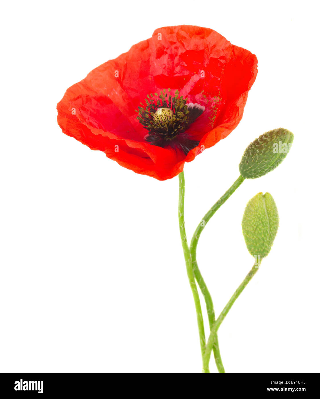 Field poppy bunch Cut Out Stock Images & Pictures - Alamy