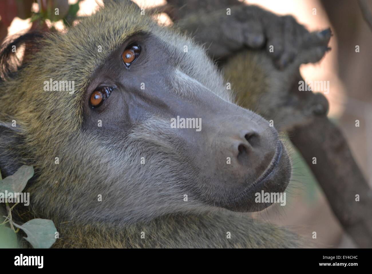 Bear baboon hi-res stock photography and images - Alamy