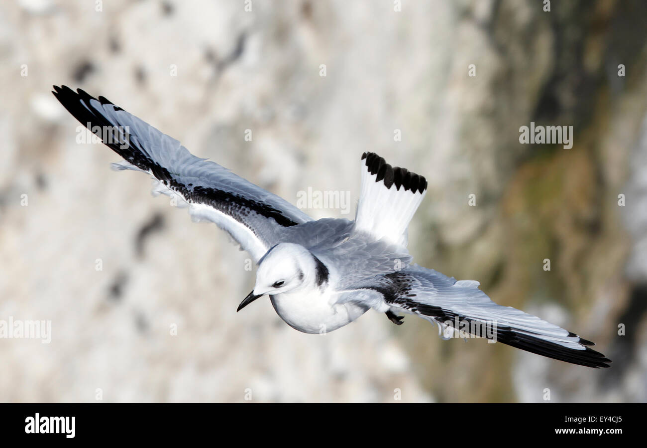 Kittiwake flight hi-res stock photography and images - Alamy