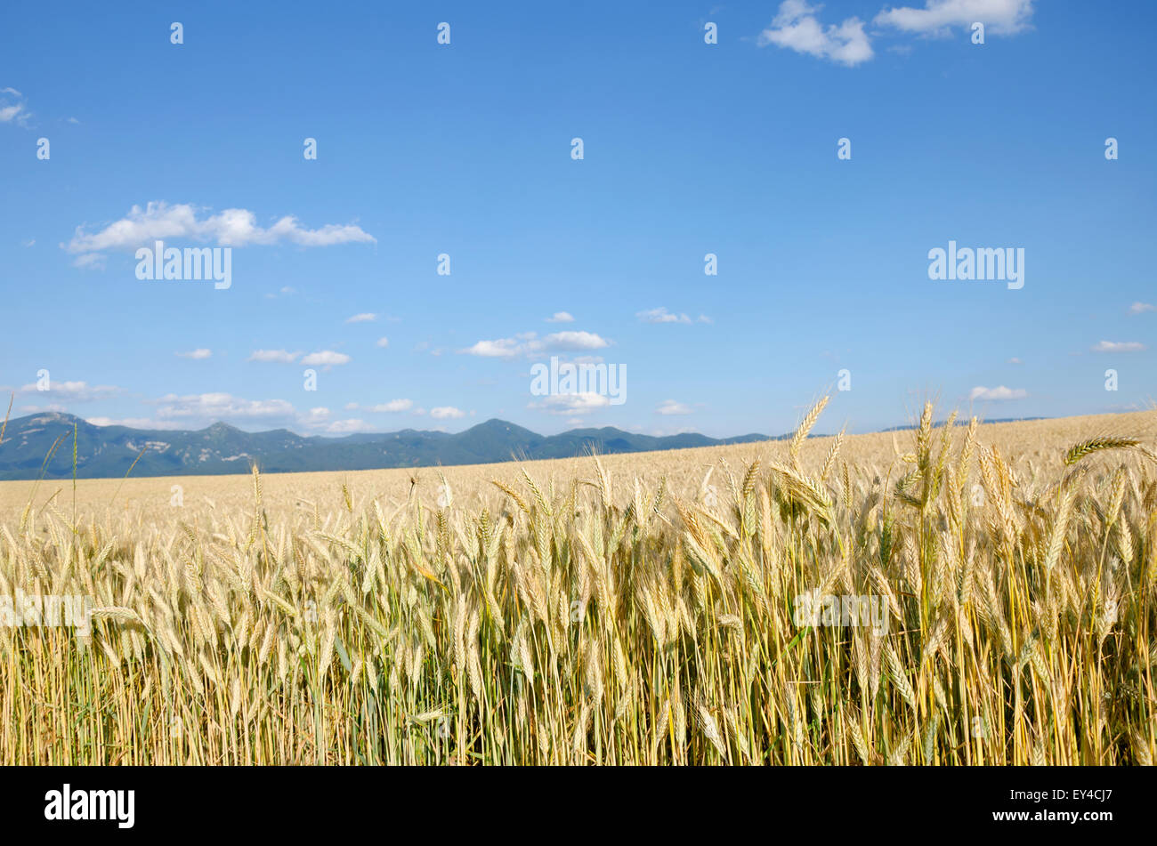 A wheat field ready for harvest Stock Photo - Alamy
