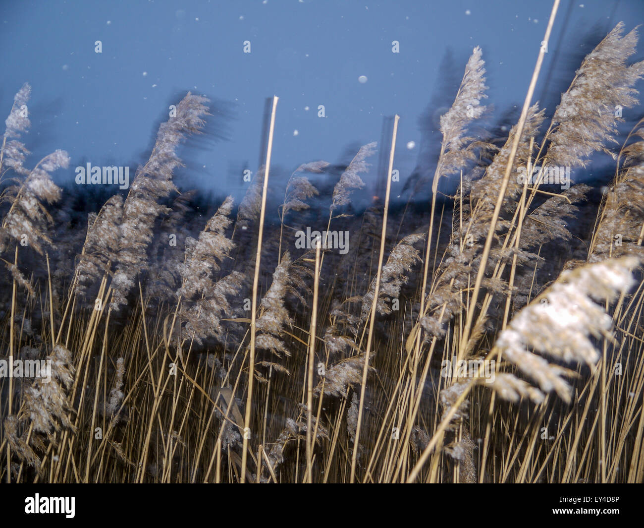 Goldish Reeds at sunset near sea and swamp Stock Photo - Alamy