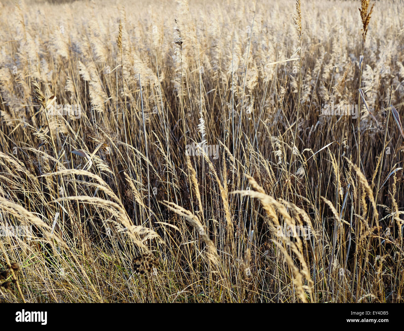 Dark fluffy reeds hi-res stock photography and images - Alamy