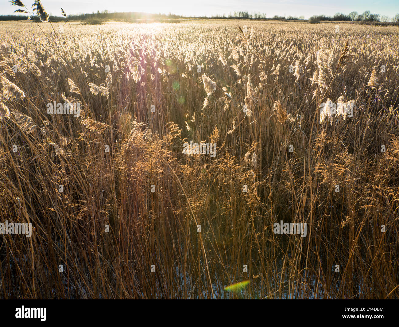 Goldish Reeds at sunset near sea and swamp Stock Photo - Alamy