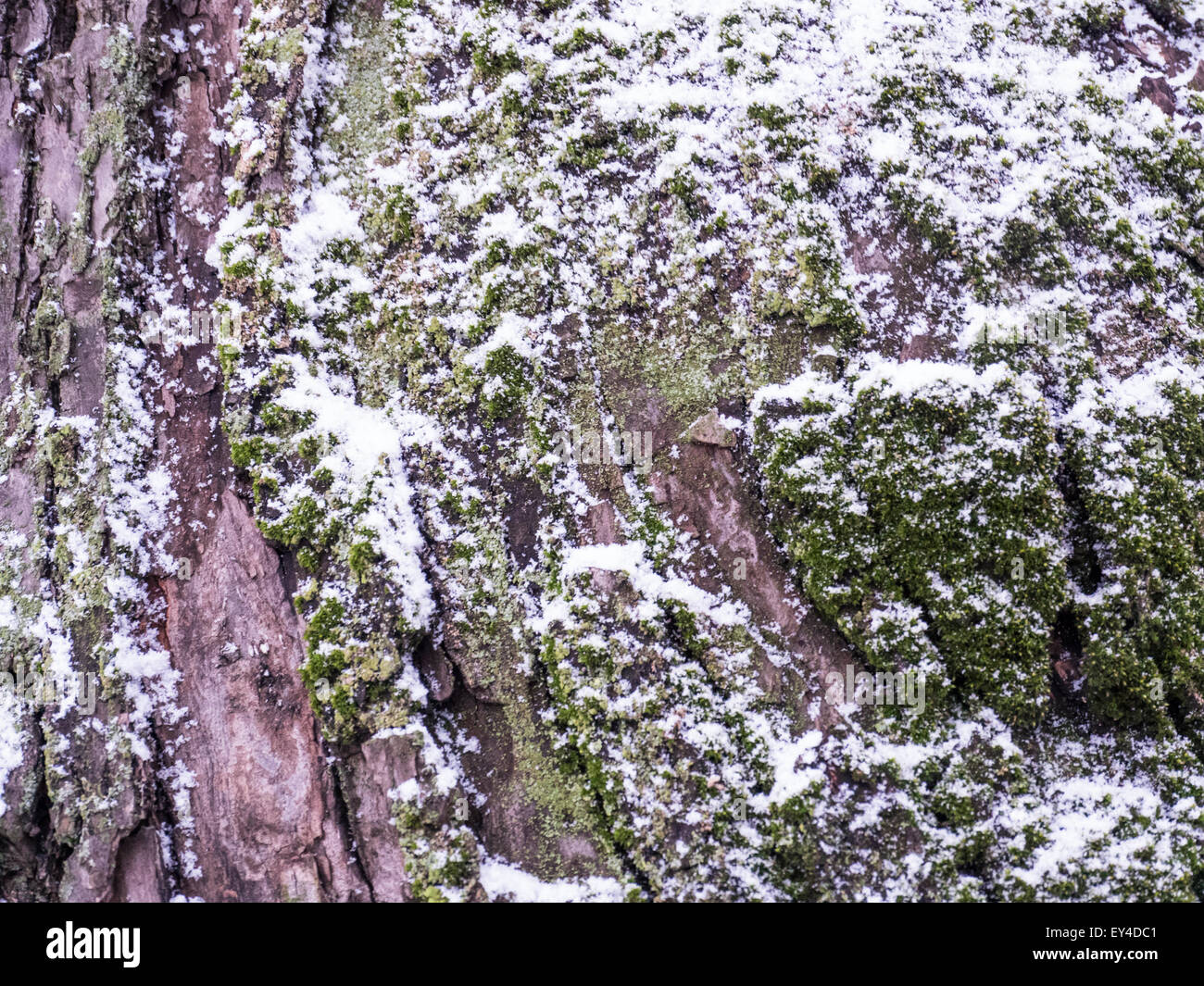 digitally altered seamless texture mossy bark on rain forest tree with ...