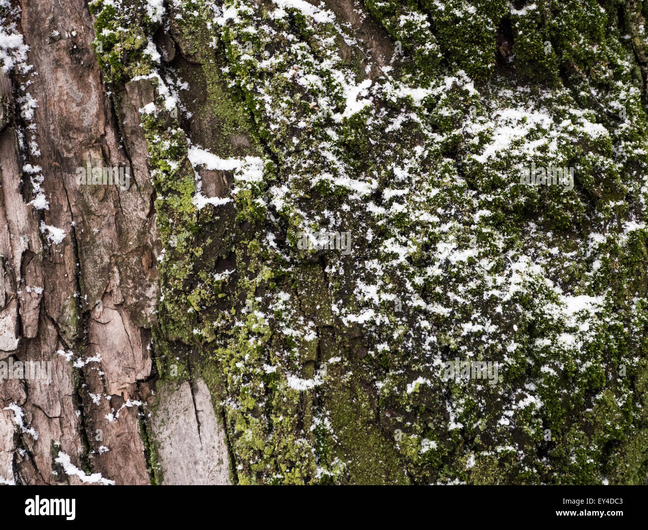 digitally altered seamless texture mossy bark on rain forest tree with ...