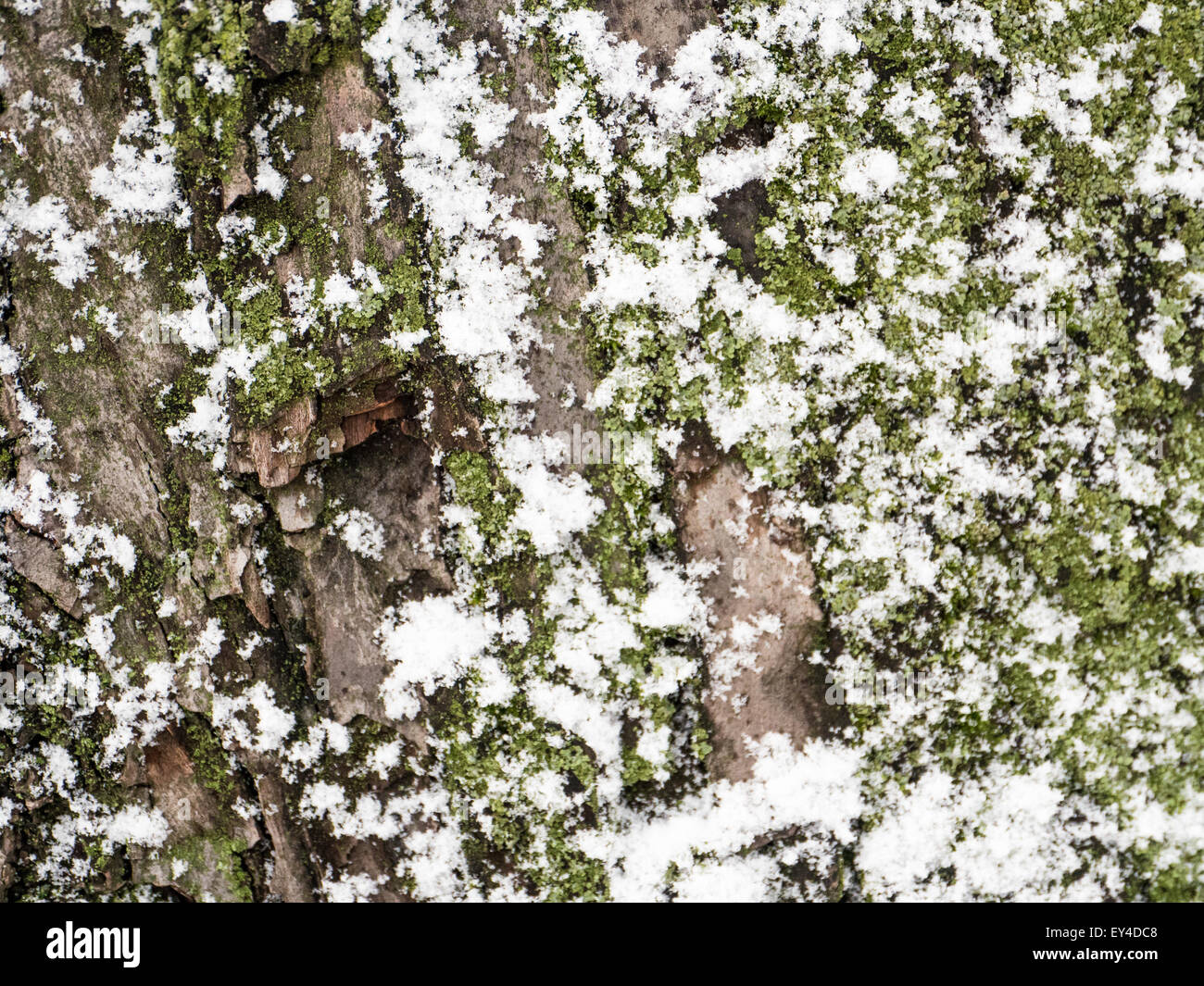 digitally altered seamless texture mossy bark on rain forest tree with ...