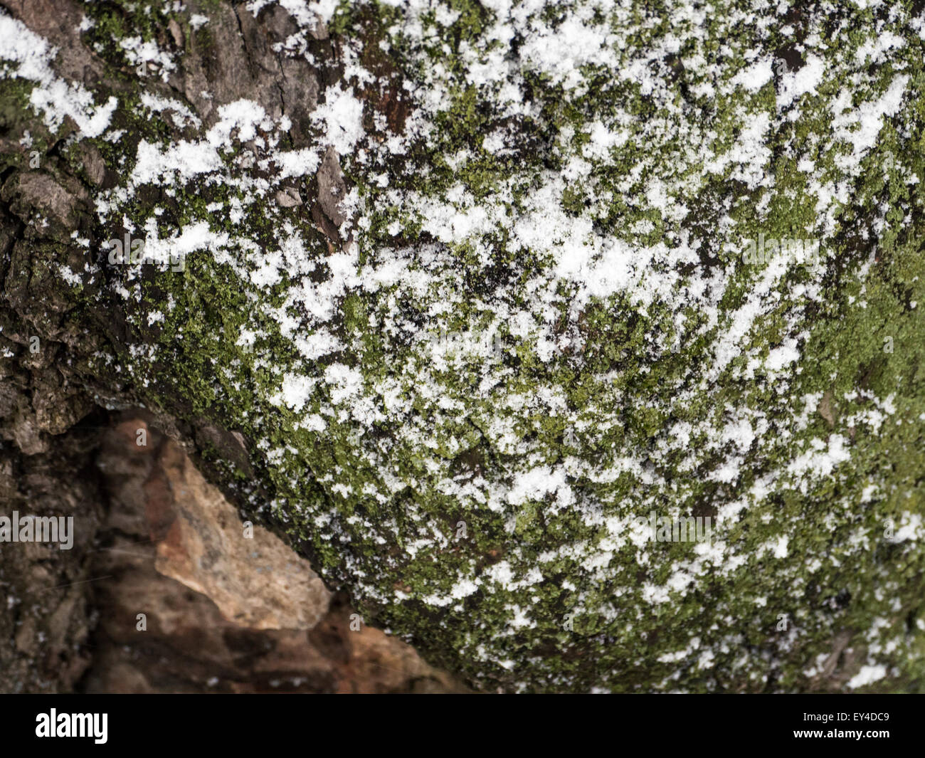 digitally altered seamless texture mossy bark on rain forest tree with ...