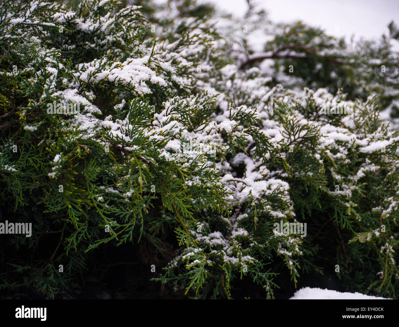Green conifer pine tree branch with snow Stock Photo - Alamy