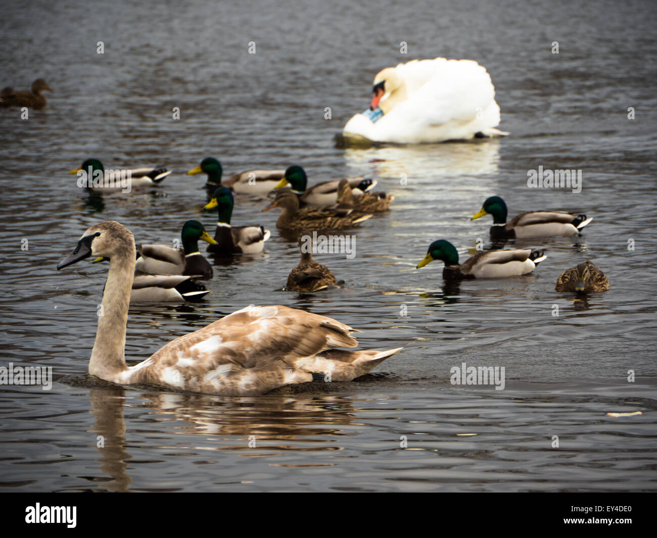 Beautiful young swans with ducks in lake Stock Photo - Alamy