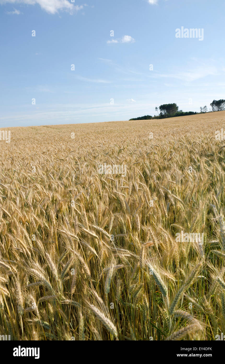 A wheat field ready for harvest Stock Photo - Alamy