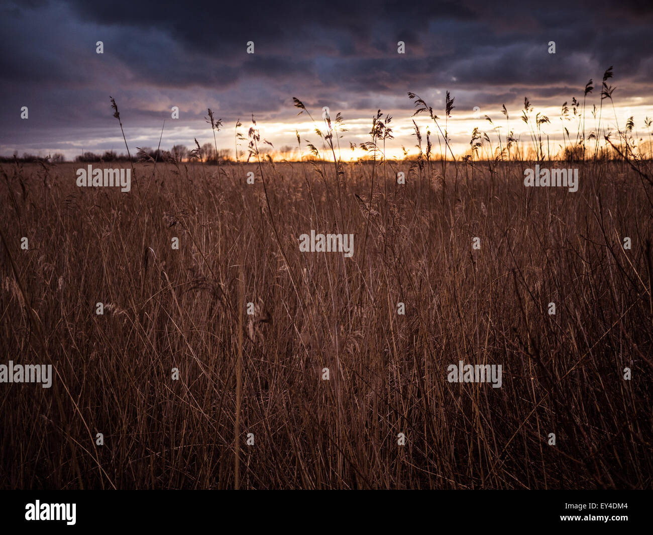 Close-up cane illuminated backlit by the sun. Against the clear sky at ...