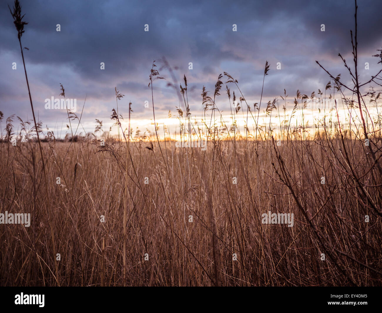 Close-up cane illuminated backlit by the sun. Against the clear sky at ...