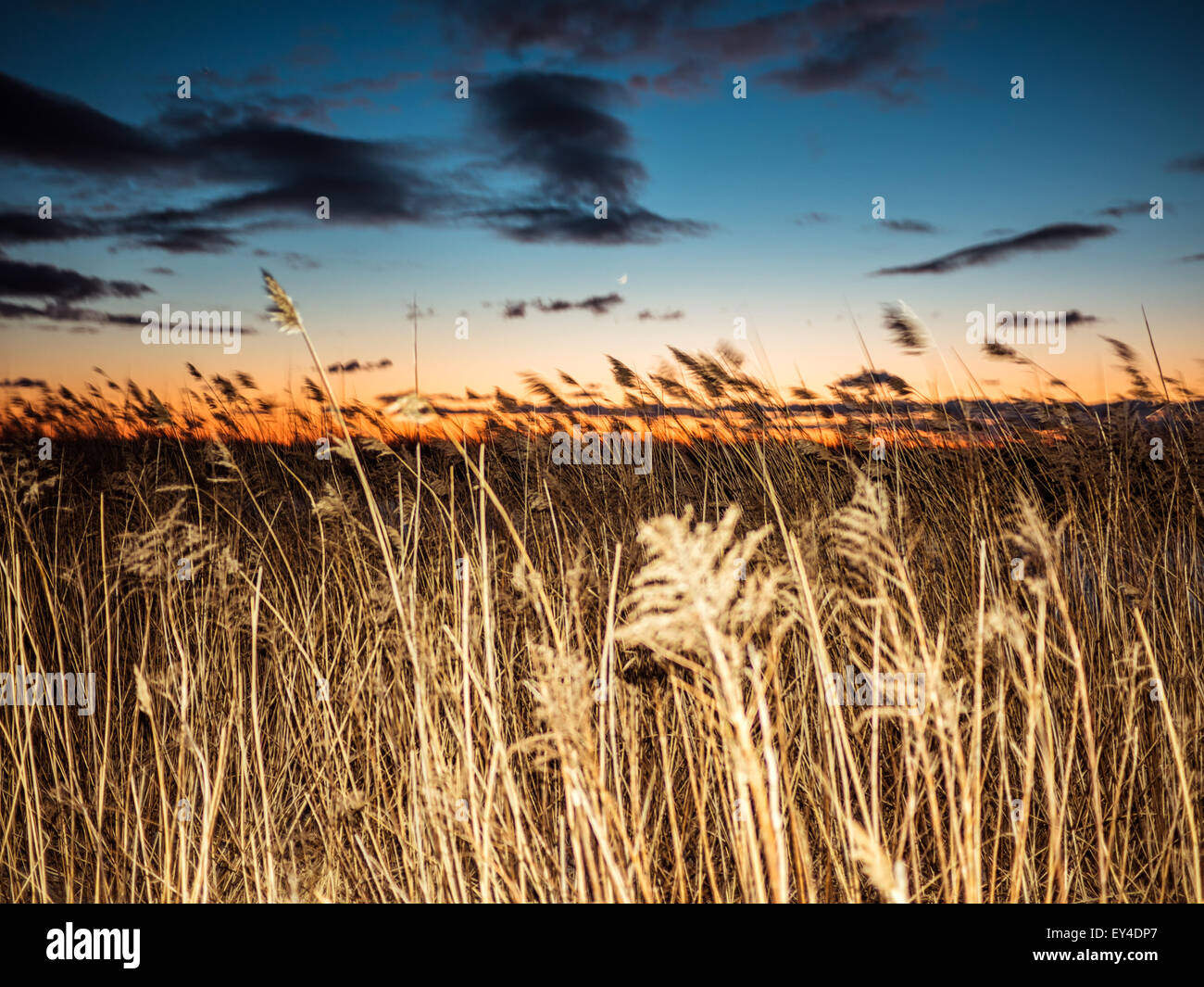 Close-up cane illuminated backlit by the sun. Against the clear sky at ...