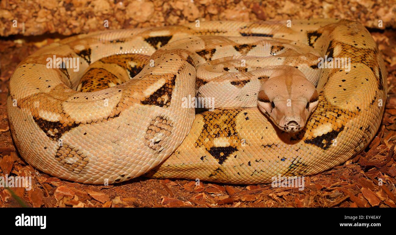 Emperor Snake High Resolution Stock Photography and Images - Alamy