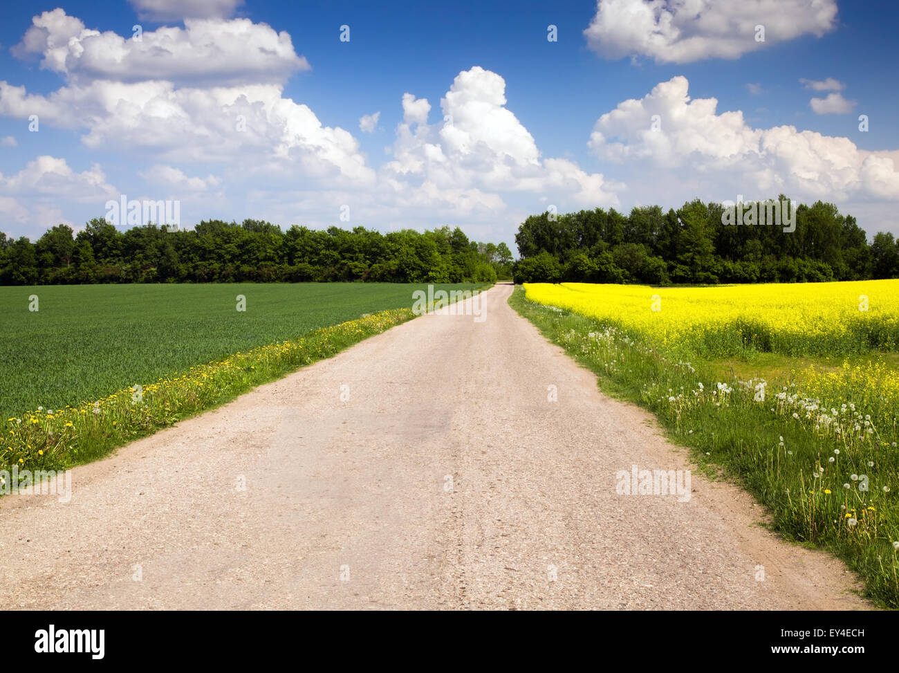 Empty country road with single tree hi-res stock photography and images ...