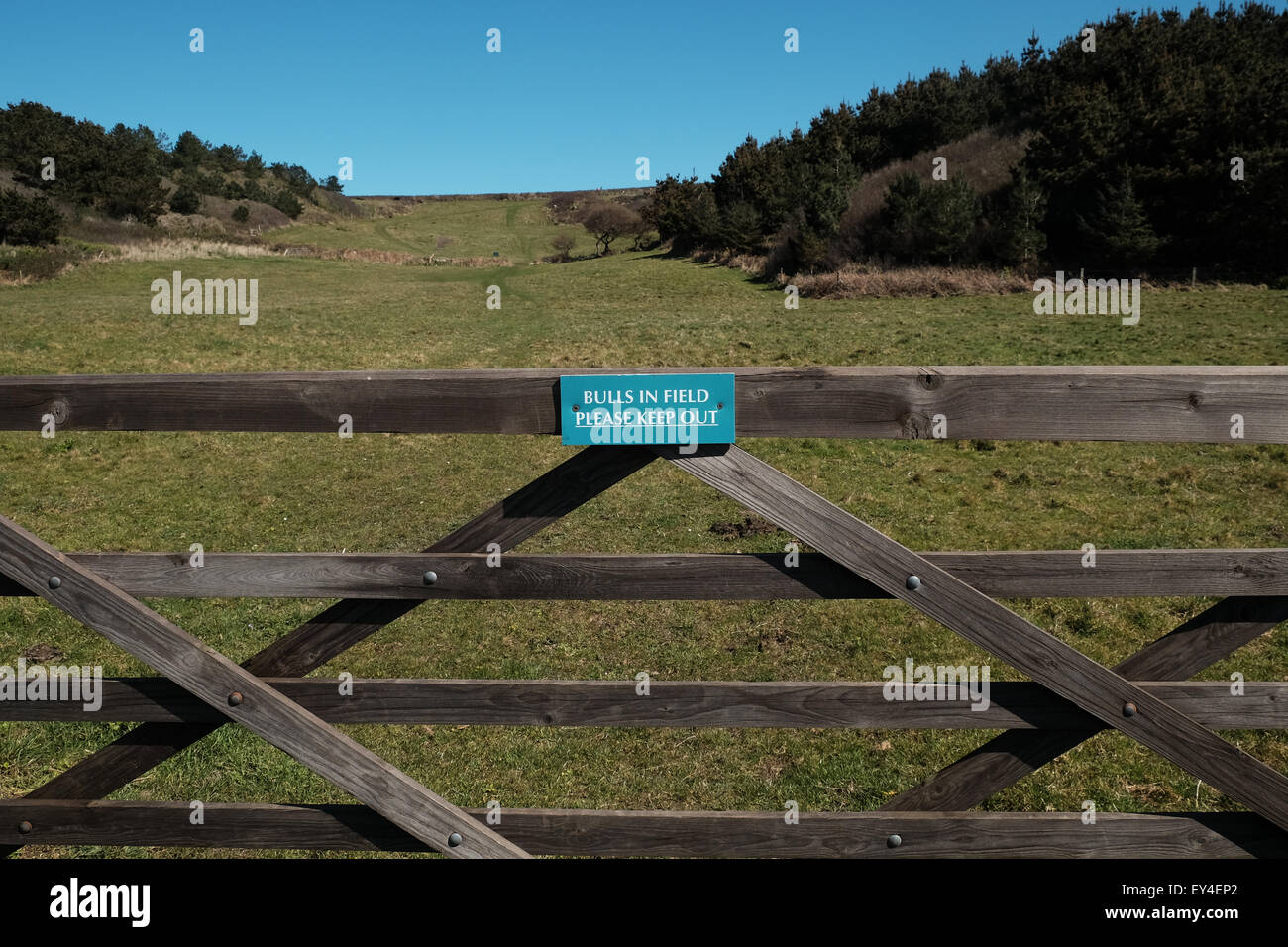 Guernsey bull hi-res stock photography and images - Alamy