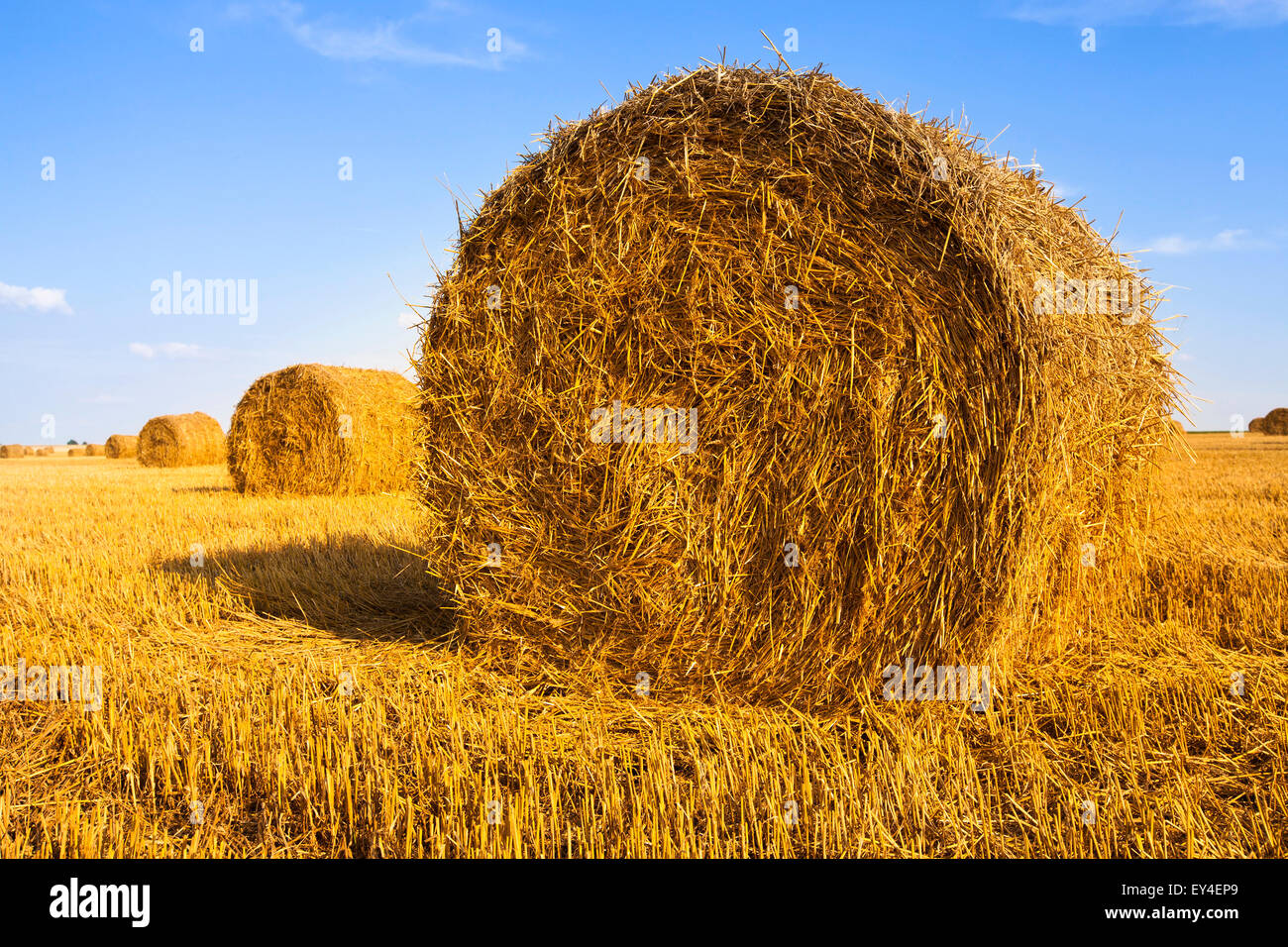 Corn stem cross section hi-res stock photography and images - Alamy