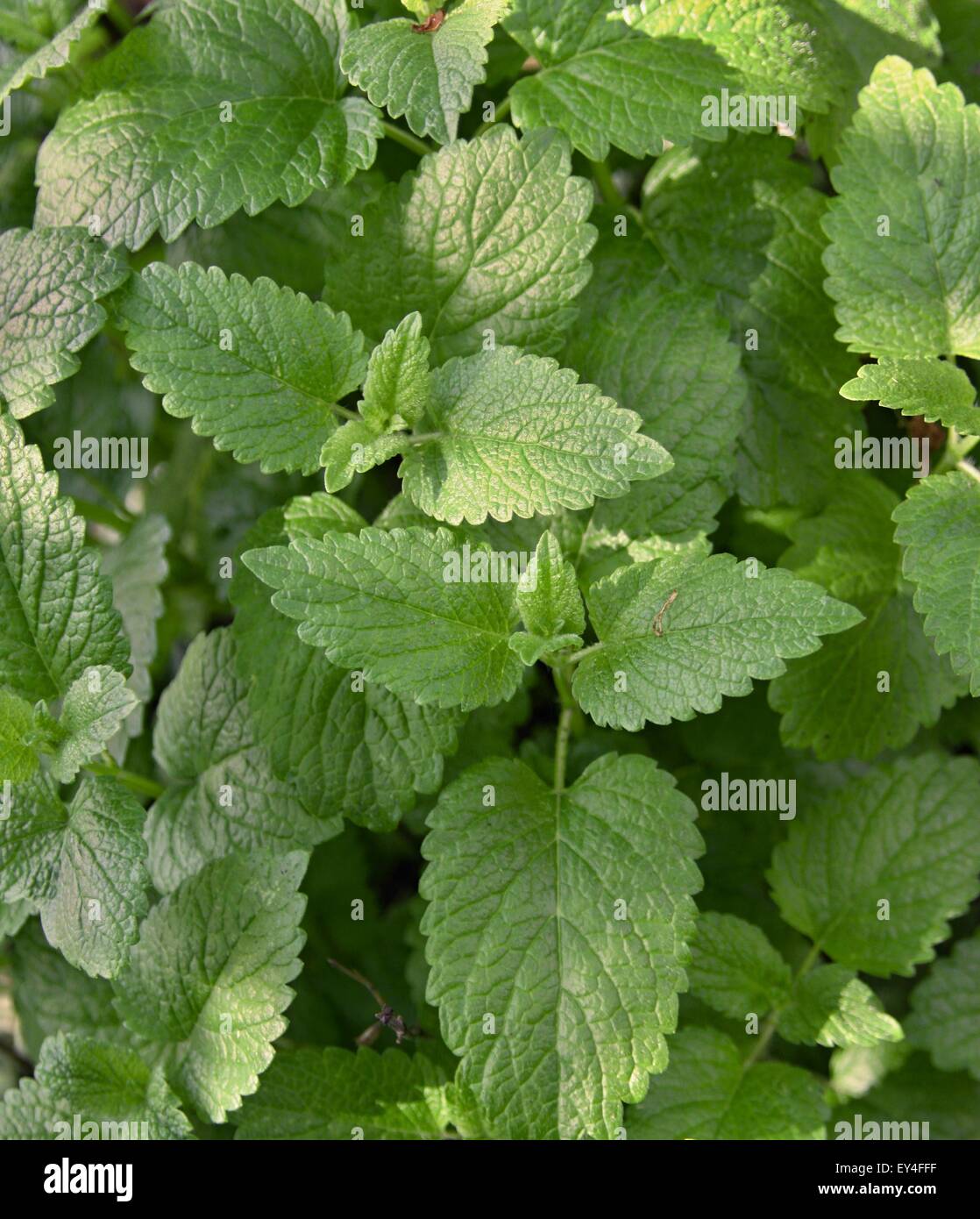 Lemon balm plant hi-res stock photography and images - Alamy
