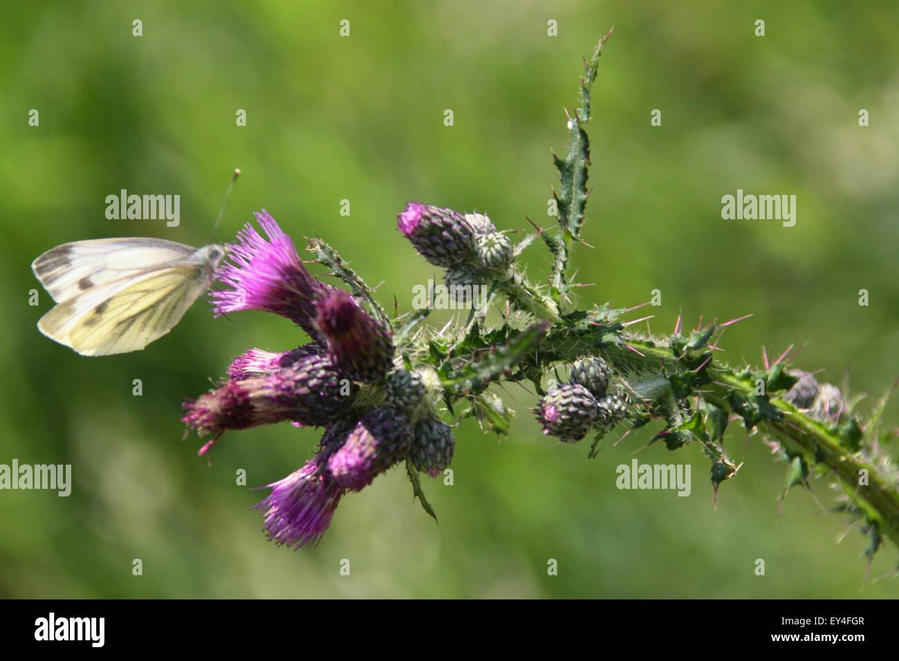 Closeup white thistle flower hi-res stock photography and images - Alamy