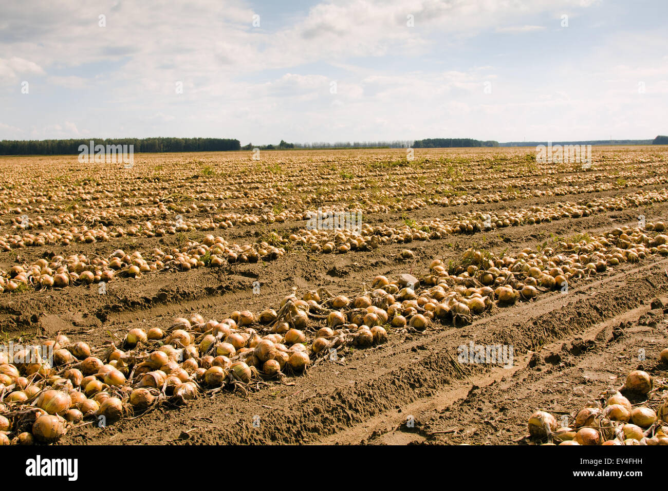 the onion field Stock Photo - Alamy