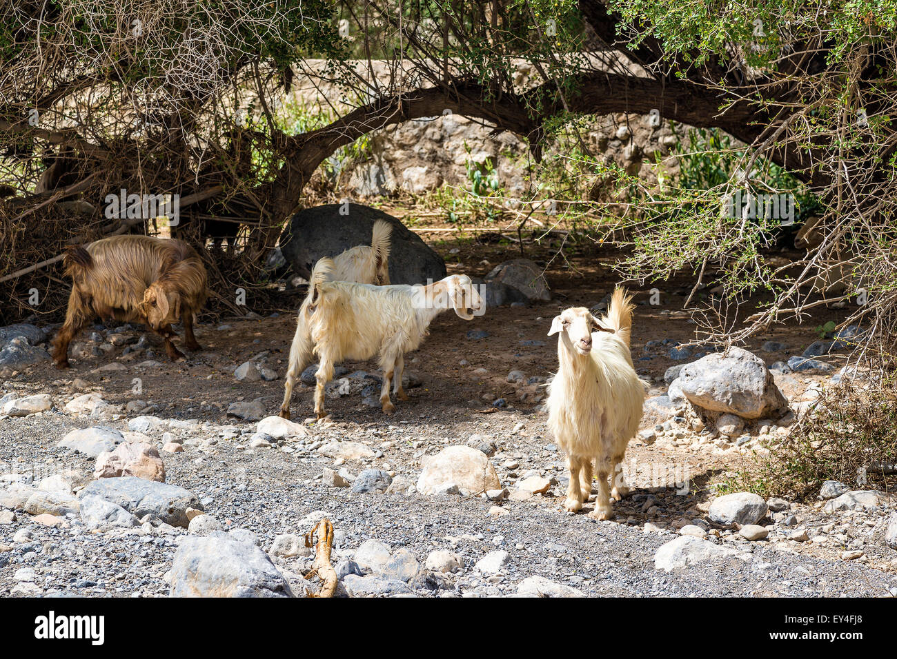 Sheep oman hi-res stock photography and images - Alamy