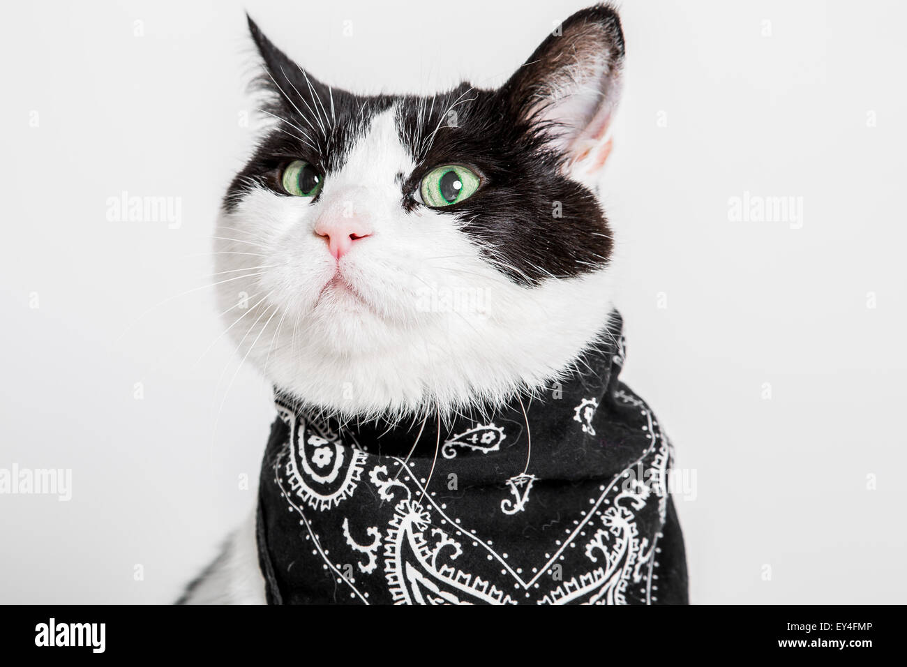Felin eyes hi-res stock photography and images - Alamy
