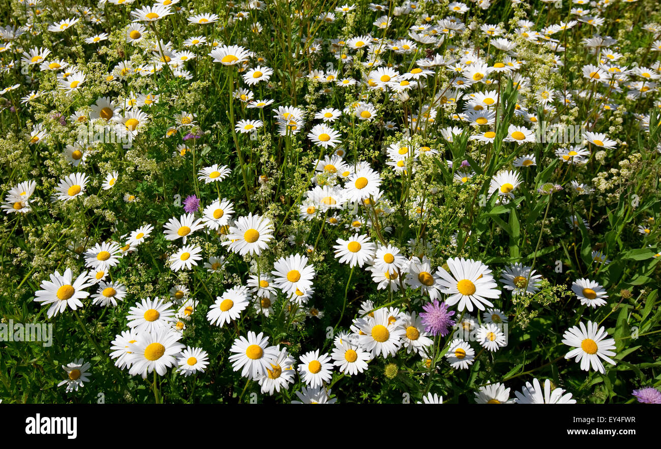 meadow with blooming oxeye daisy flowers Stock Photo - Alamy