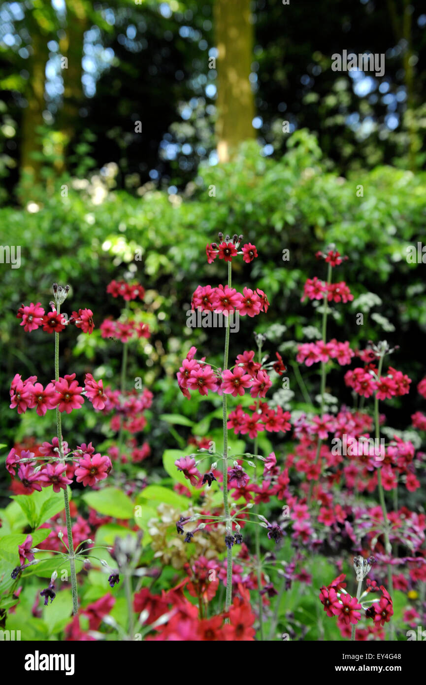 Japanese Primroses (Primula japonica Stock Photo - Alamy