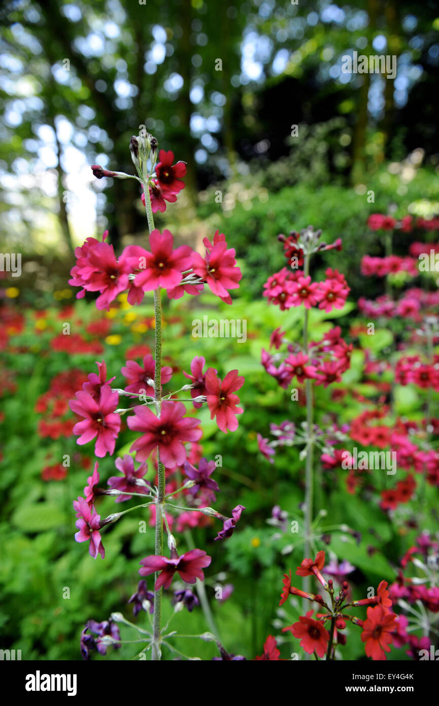 Japanese Primroses (Primula japonica Stock Photo - Alamy