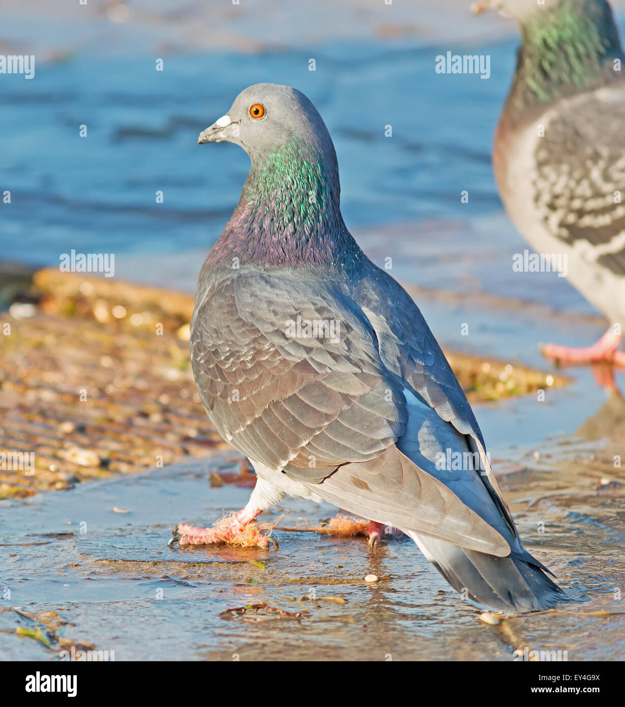 pigeon on a wet pavement Stock Photo - Alamy