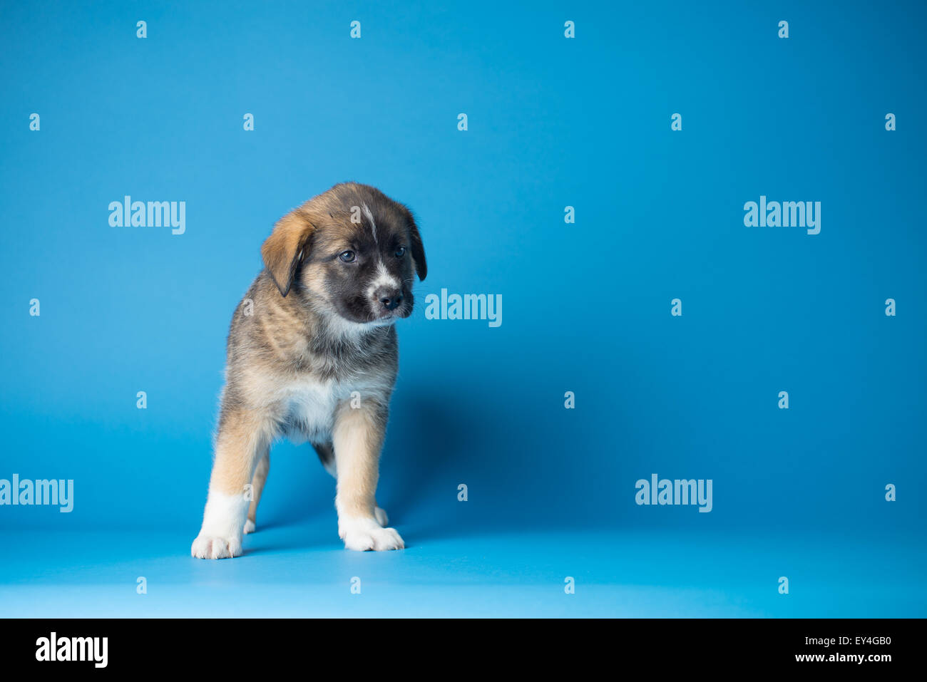 Puppy blue background hi-res stock photography and images - Alamy