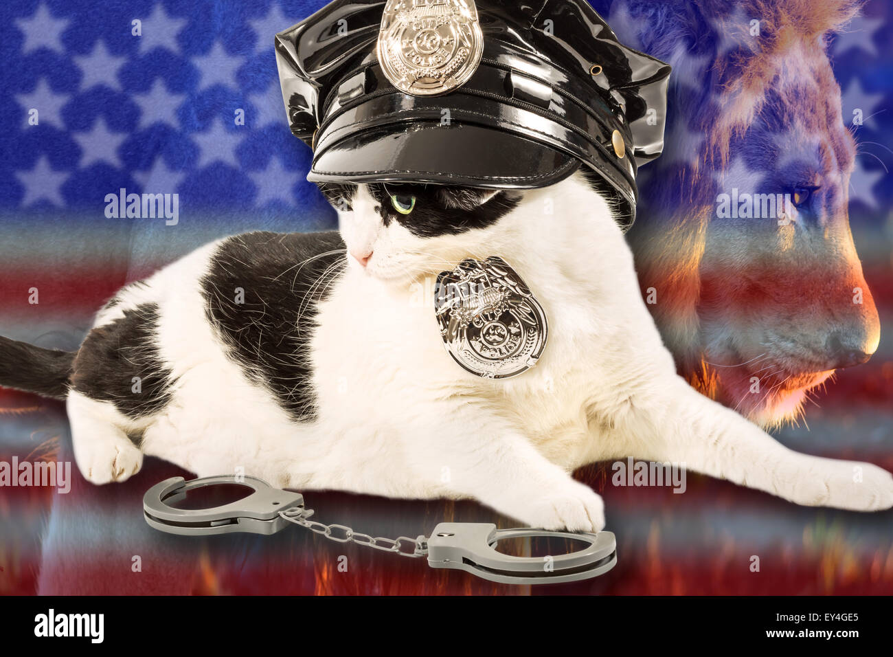 Brave Cop Cat Stock Photo - Alamy
