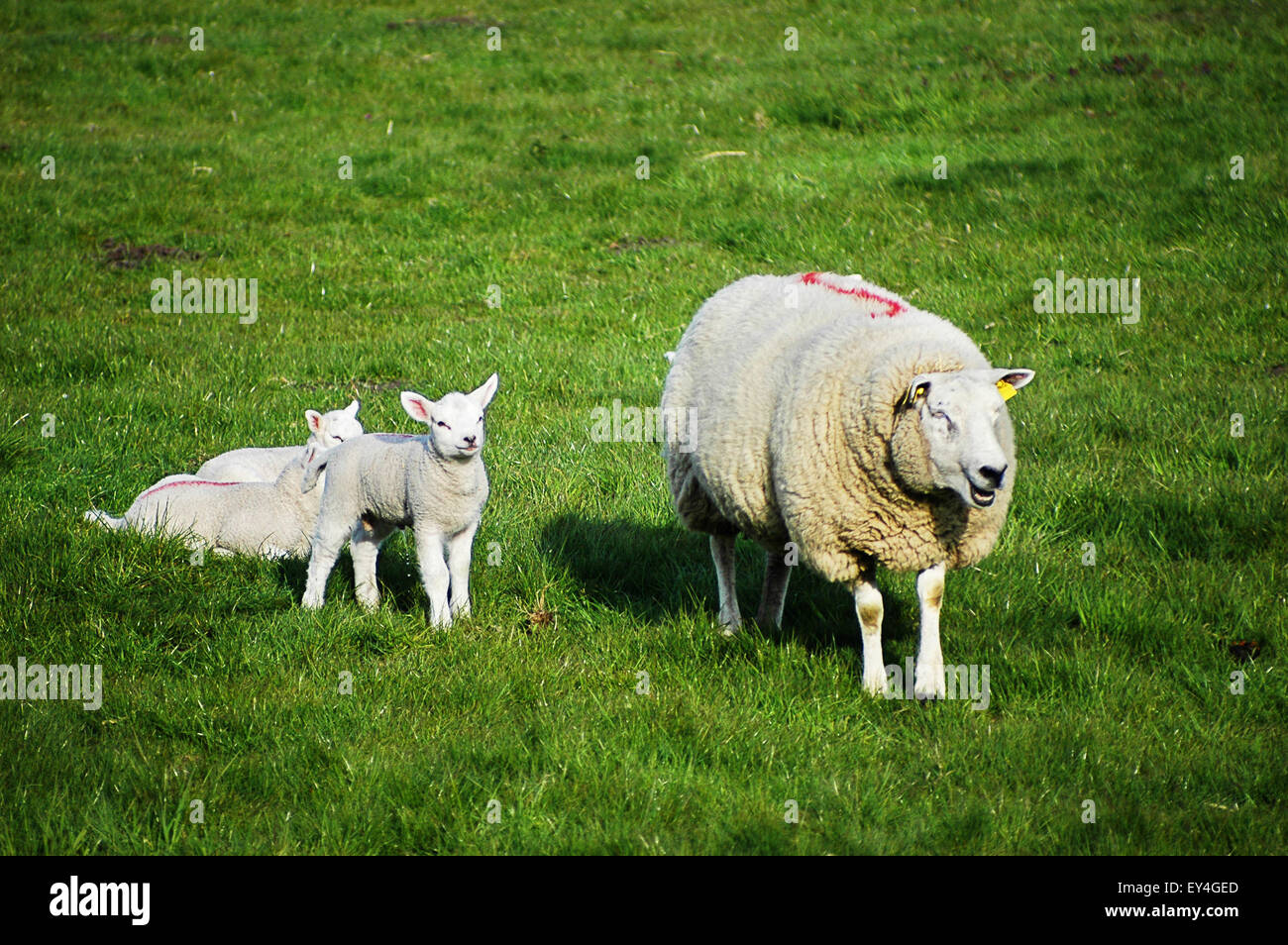 Sheep with her three little lambs Stock Photo - Alamy