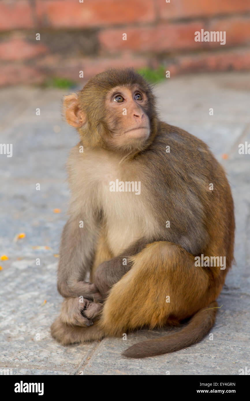 Little monkey in a Buddhist temple Stock Photo - Alamy