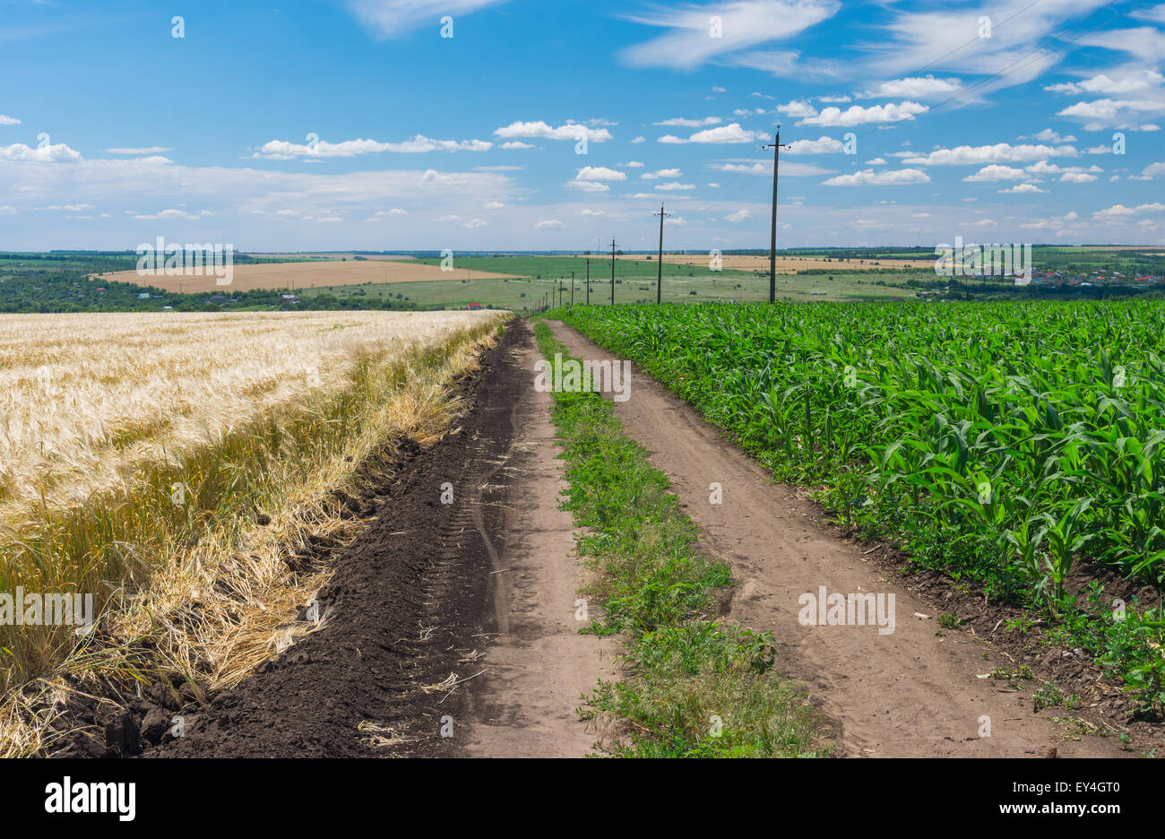 Corn field in back ground hi-res stock photography and images - Alamy