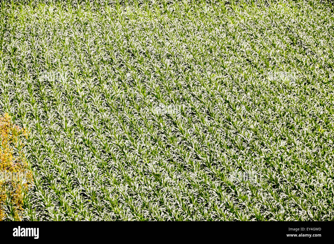 European OGM Growing Green Corn Field Stock Photo - Alamy